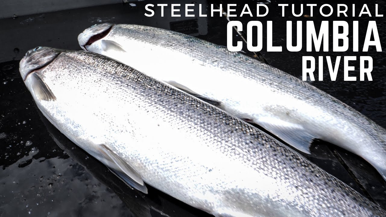 HOW-TO Catch Columbia River Steelhead With Divers & Coon Shrimp - YouTube