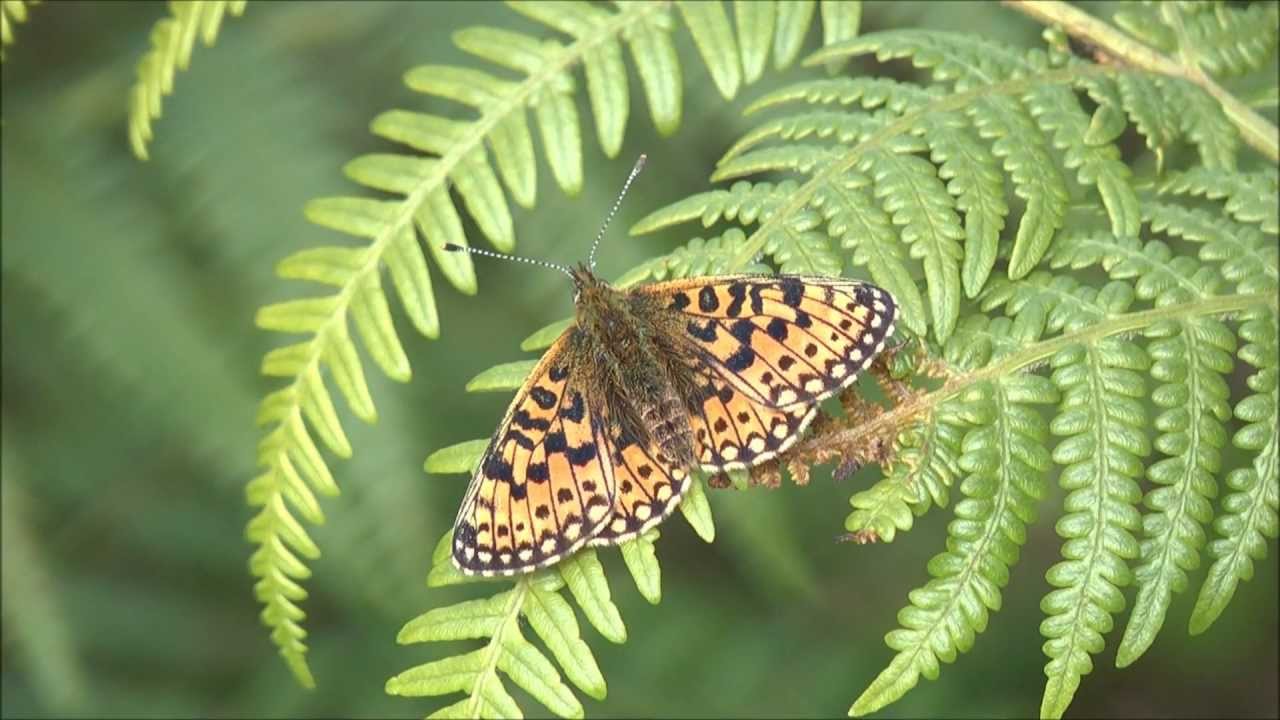Marsland Nature Reserve - Butterflies #5 - YouTube
