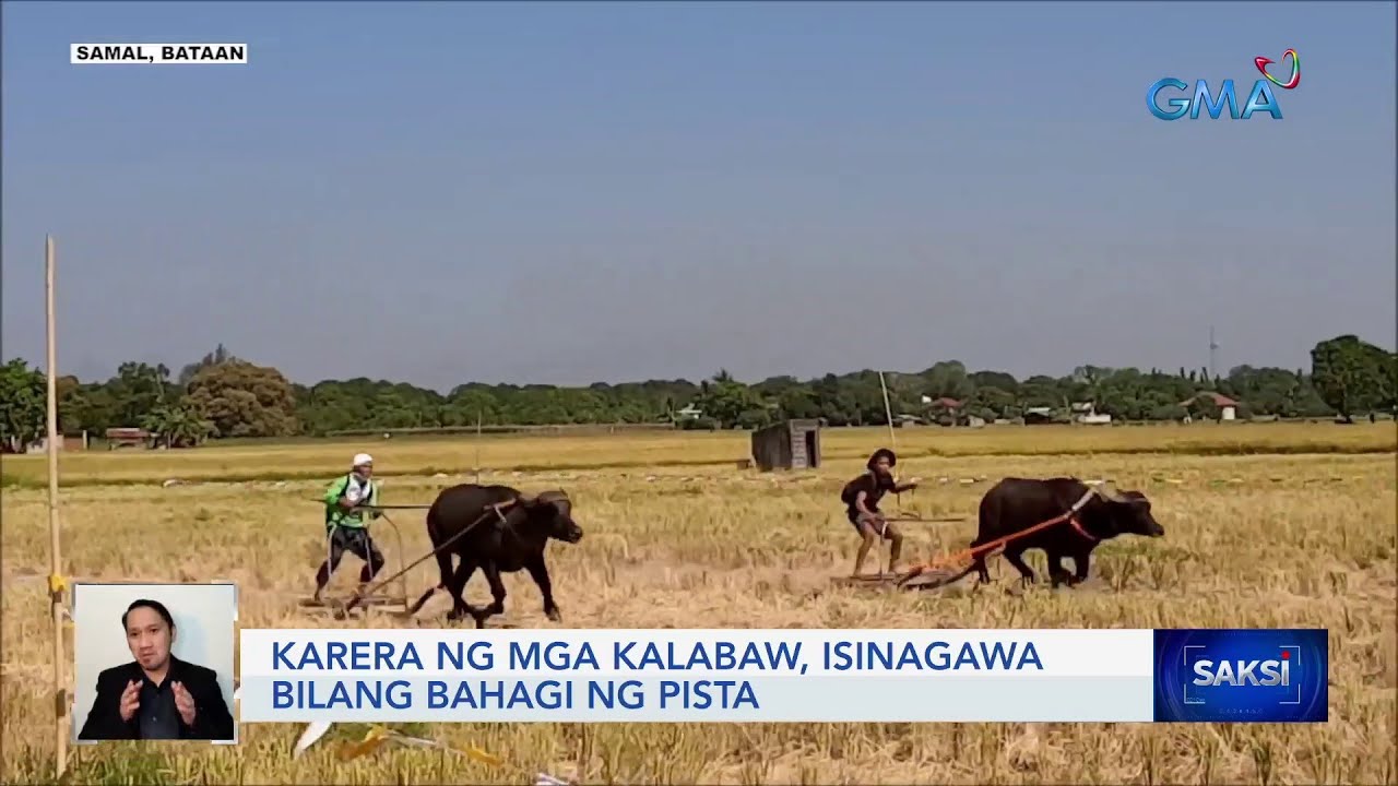 Karera ng mga kalabaw, isinagawa bilang bahagi ng pista | Saksi - YouTube