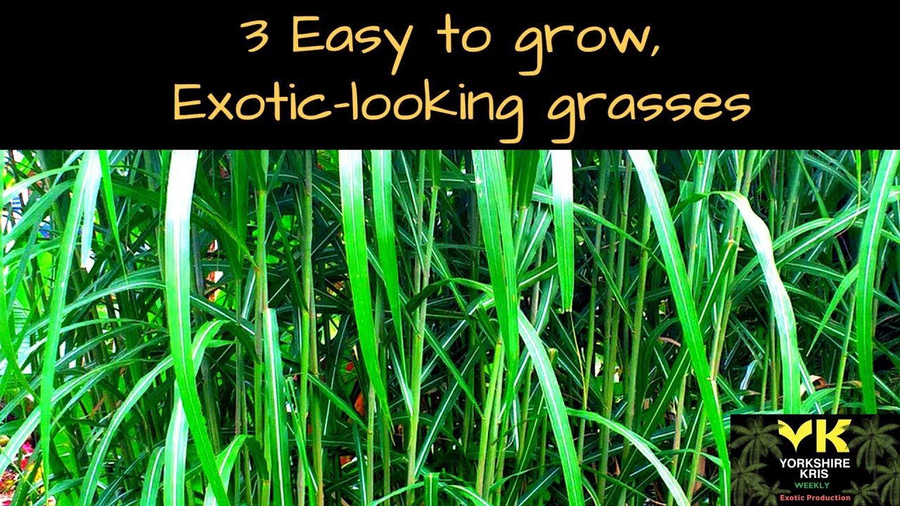 Three Easy Exotic looking grasses to grow - YouTube