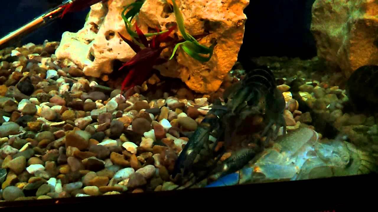 Blue Claw Crayfish shedding her shell - YouTube