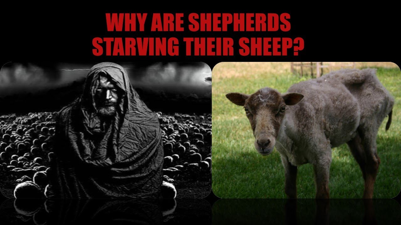 Why are Shepherds Starving their Sheep? - YouTube