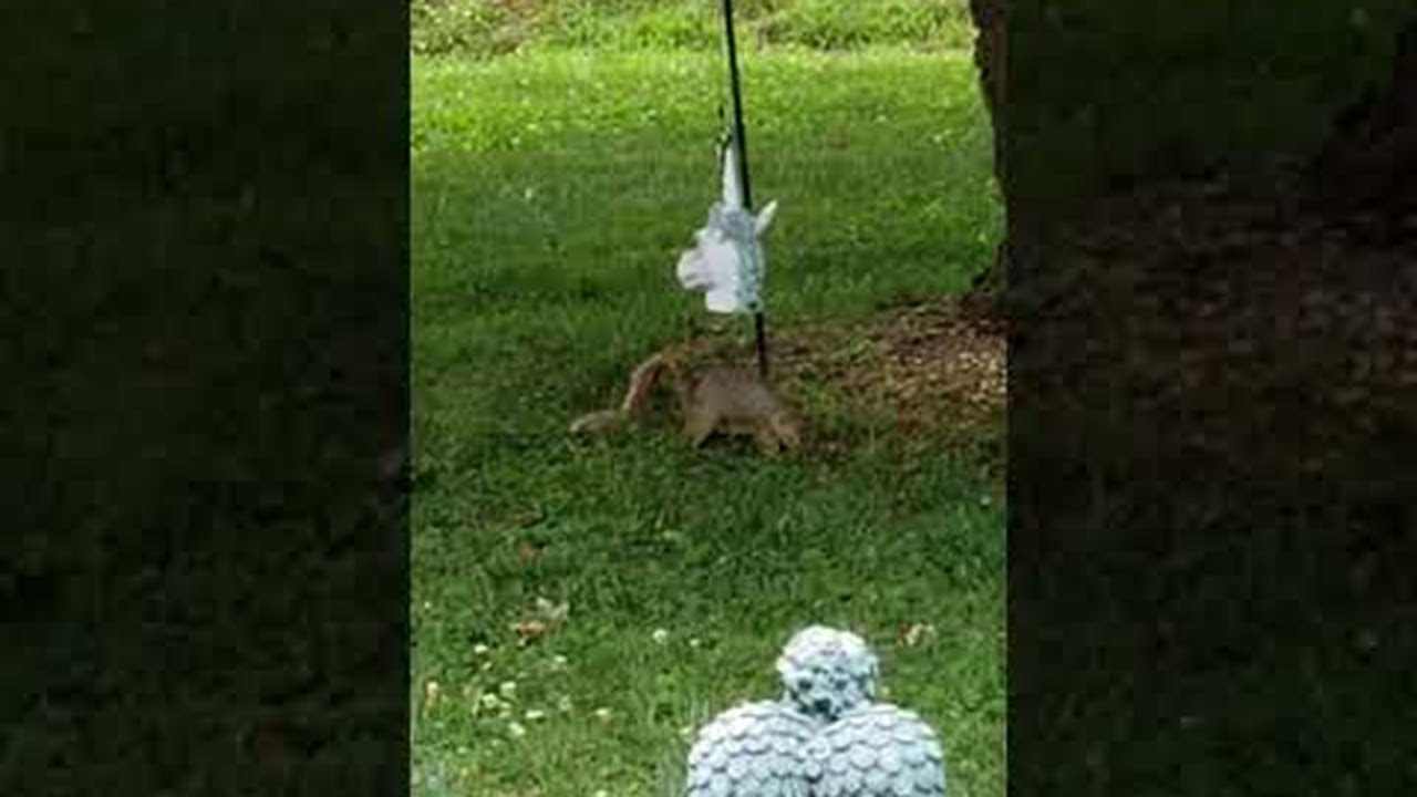 Squirrel Plays With Unicorn Shaped Feeder || ViralHog - YouTube