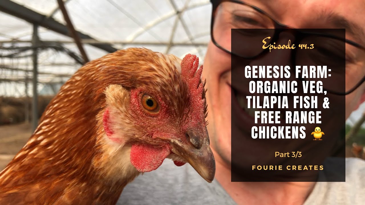 Genesis Farm: Organic veg, tilapia fish & free range chickens - YouTube