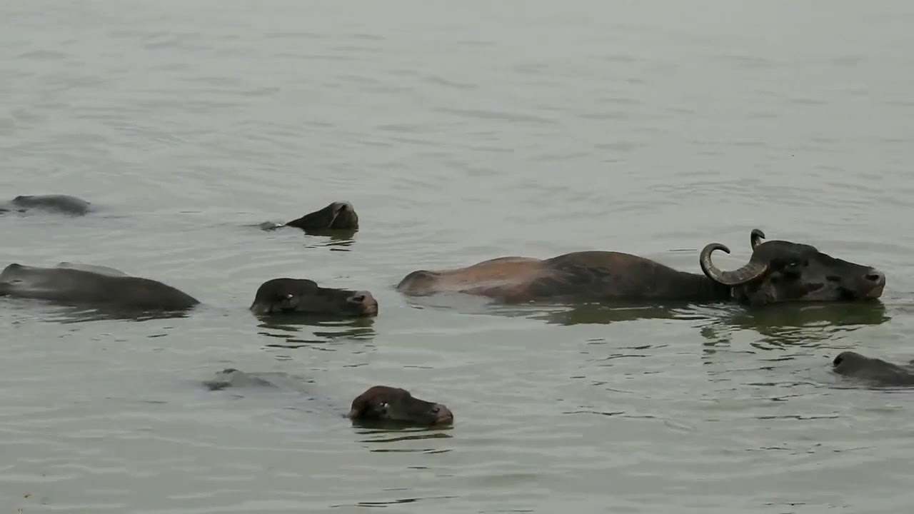 Duck Buffalo Bird - YouTube