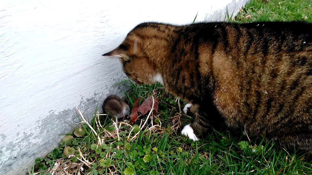 BUBBA BRINGS MOUSE BACK FOR COONEY - YouTube