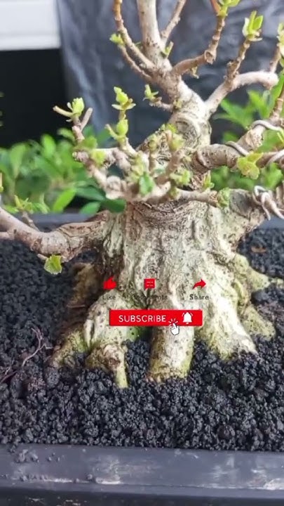 bahan bonsai waru shito gaya formal#bonsai shito waru#bonsaitree #hiburan #short#fyp - YouTube