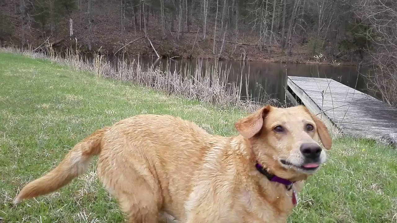 dagny fetch pond - YouTube