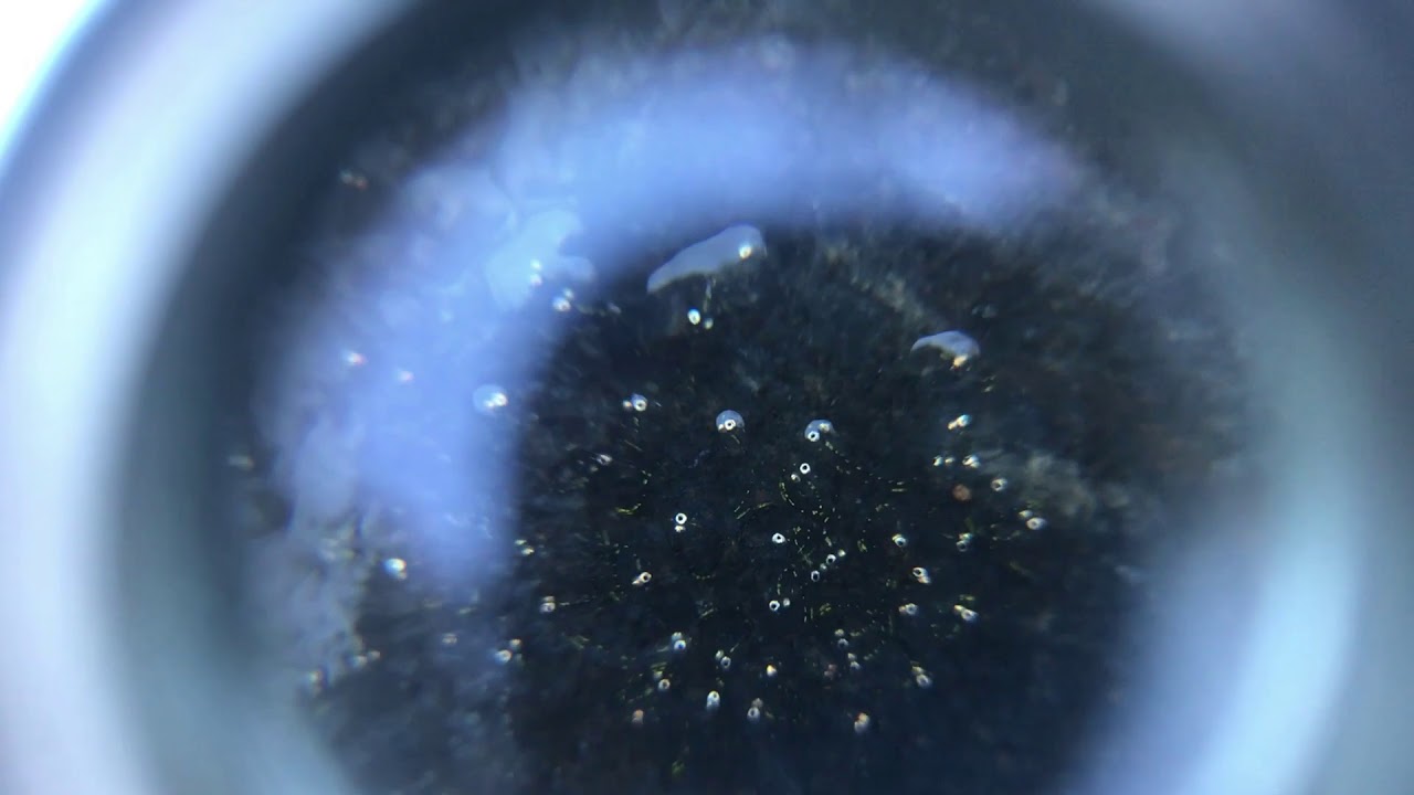 Redfin bully eggs - YouTube