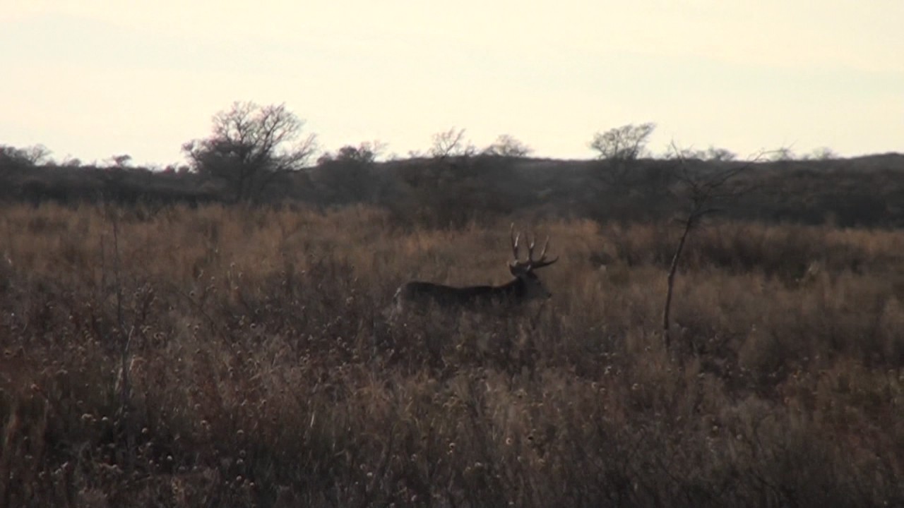 Lamb County Big Buck - YouTube