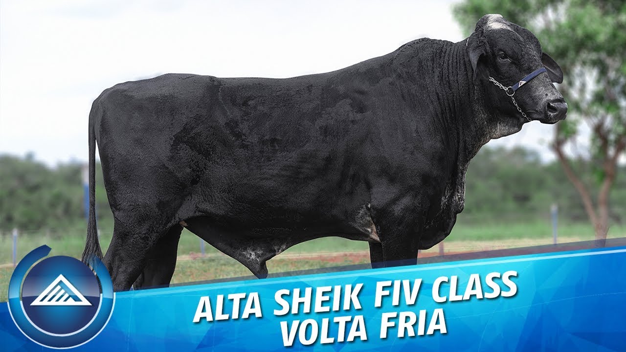 Alta Sheik Fiv Class Volta Fria - YouTube