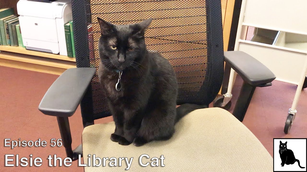 Elsie the Library Cat [Episode 56] - YouTube