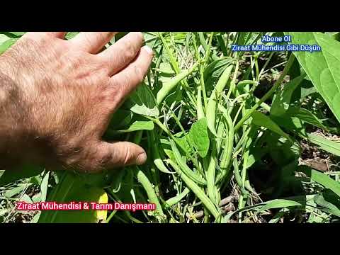 Yeşil Fasulye Nasıl Yetiştirilir🌱Bunlara Dikkat Ederseniz Mevsim Boyunca Bahçenizde Fasulye Olur