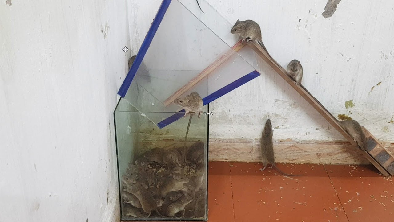 Mouse Trap is Super Simple with a Glass - Special Mouse Trap - Easy ...