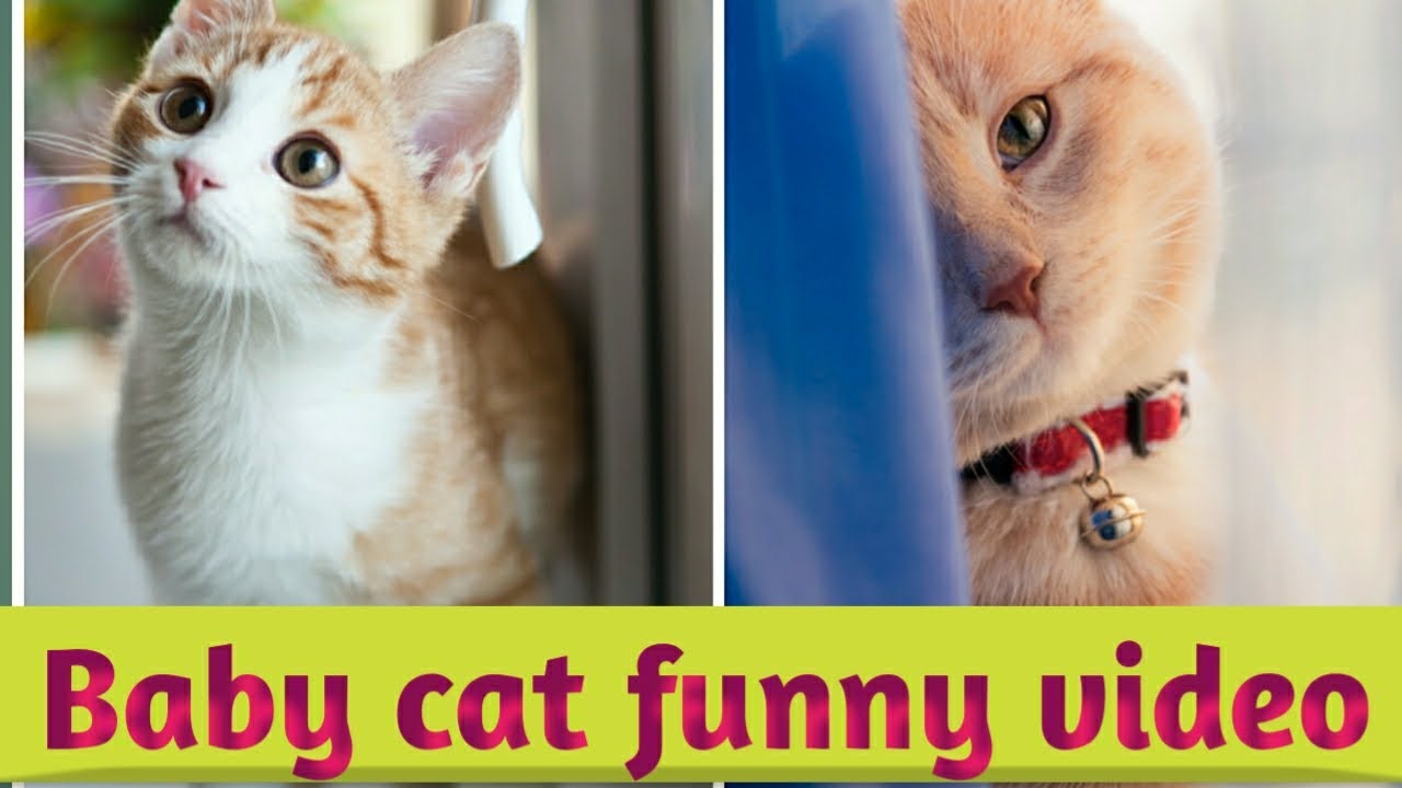 Baby Cats - Cute and Funny Cat Videos |Chun Chun Tv - YouTube