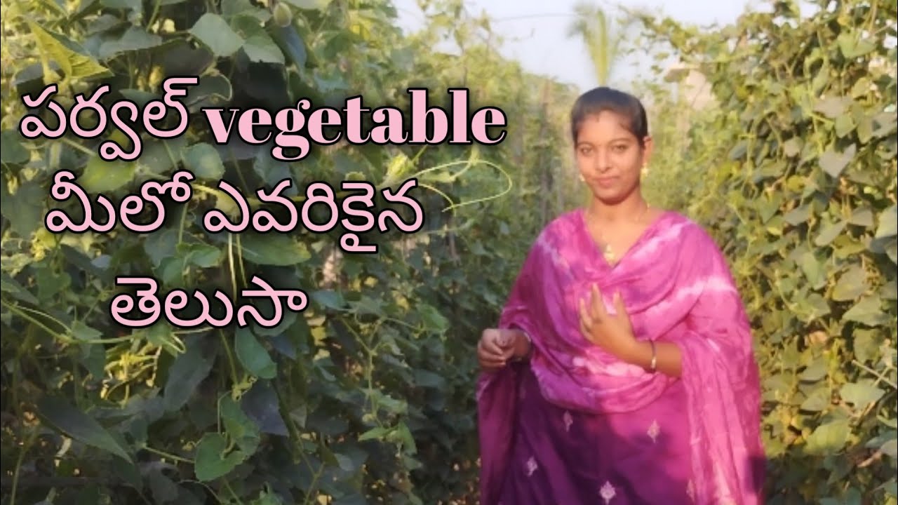 పర్వల్ vegetable (పొటల్స్) పంటను చూద్దాం. parwal (potals) vegetable ...