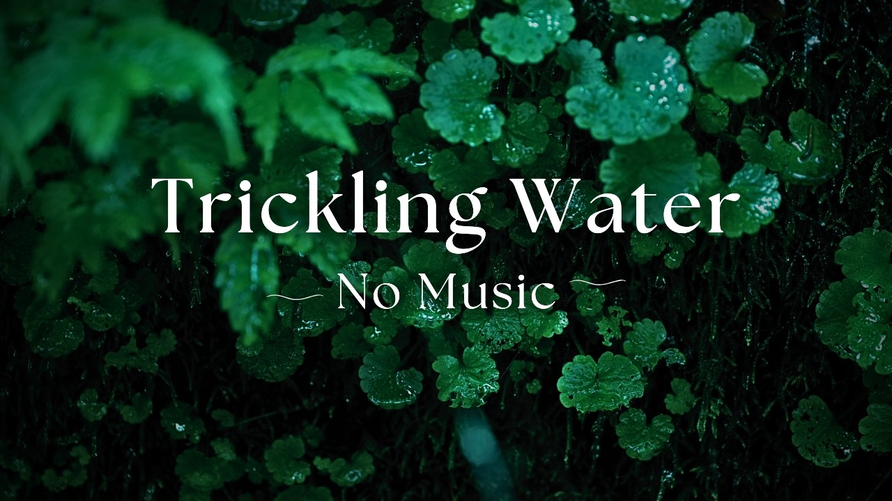 NO MUSIC – 10 Hours of Pure Trickling Water Sounds - YouTube