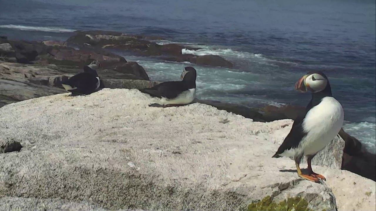 Puffin Loafing Ledge Cam 07-20-2018 12:25:17 - 13:25:18 - YouTube