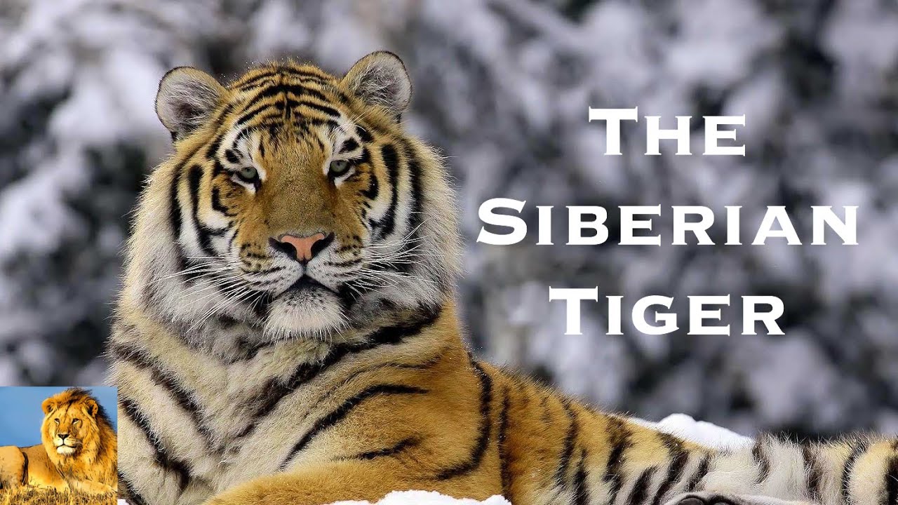 THE SIBERIAN TIGER - YouTube