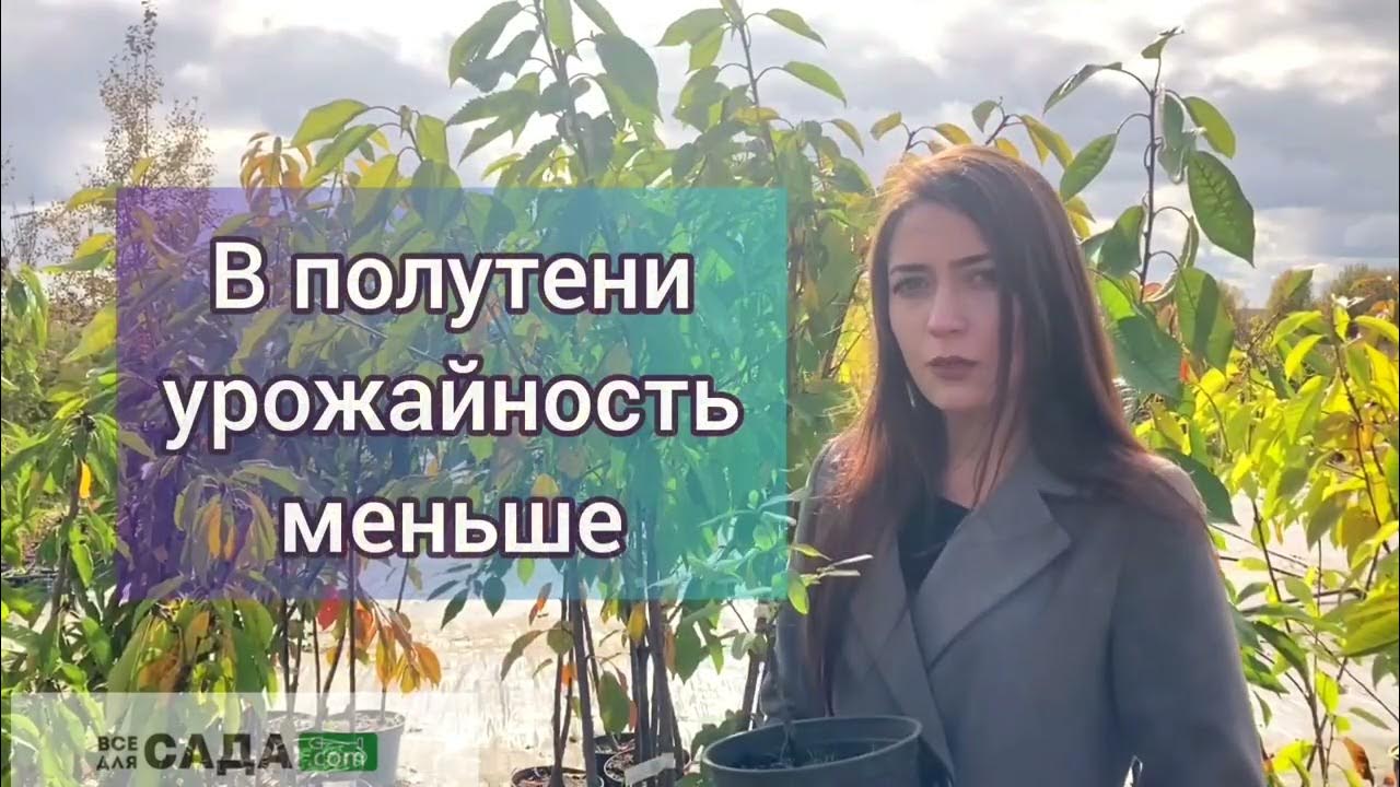 Жимолость Амфора описание и характеристики сорта - YouTube