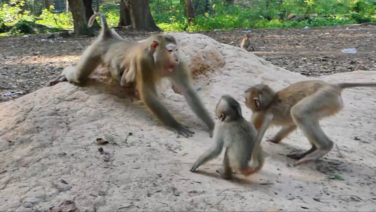 OMG!!.. Big female monkey att@cked two young monkeys no touching Lucy, Big monkey we@ned two ...