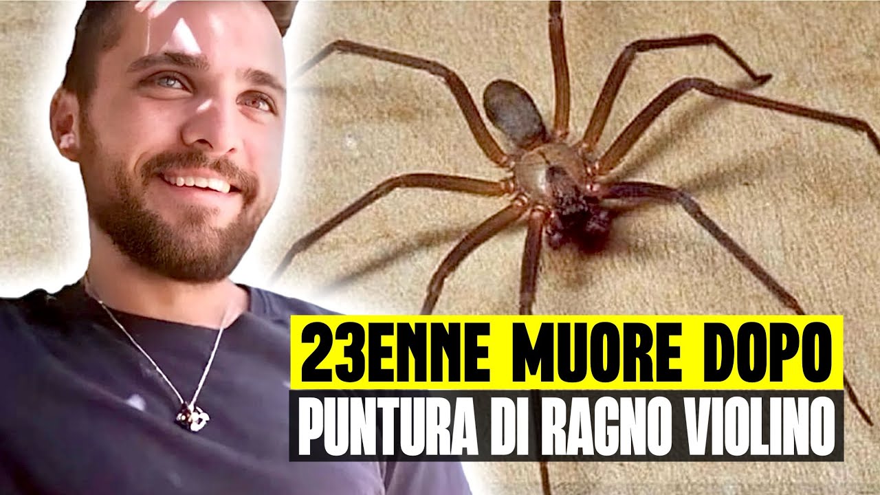 ULTIM'ORA 23ENNE MUORE DOPO IL MORSO DI UN RAGNO VIOLINO: TRAGEDIA A ...
