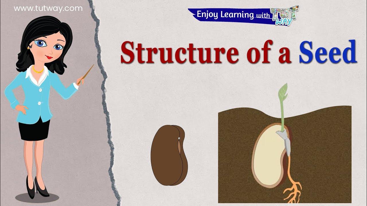 Structure of Seed and Parts of a Seed | Seed Germination | Baby Plant ...