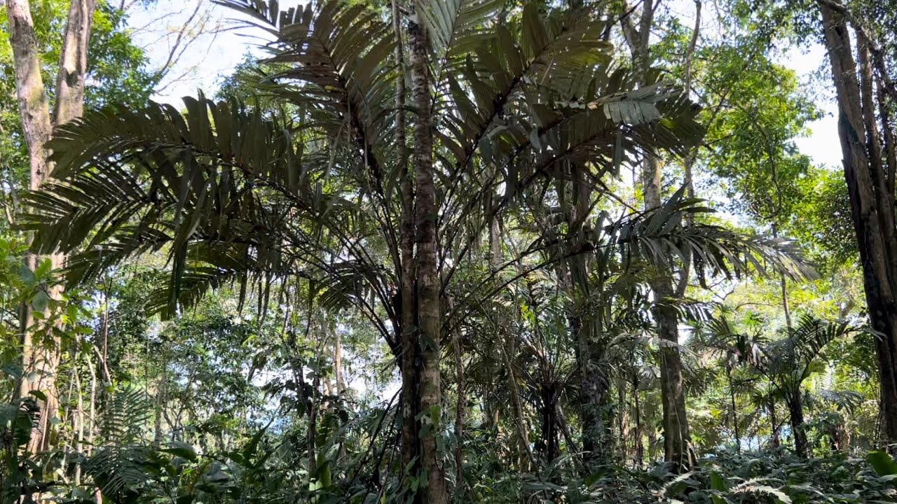 Wild palms in the Costa Rican jungle - YouTube