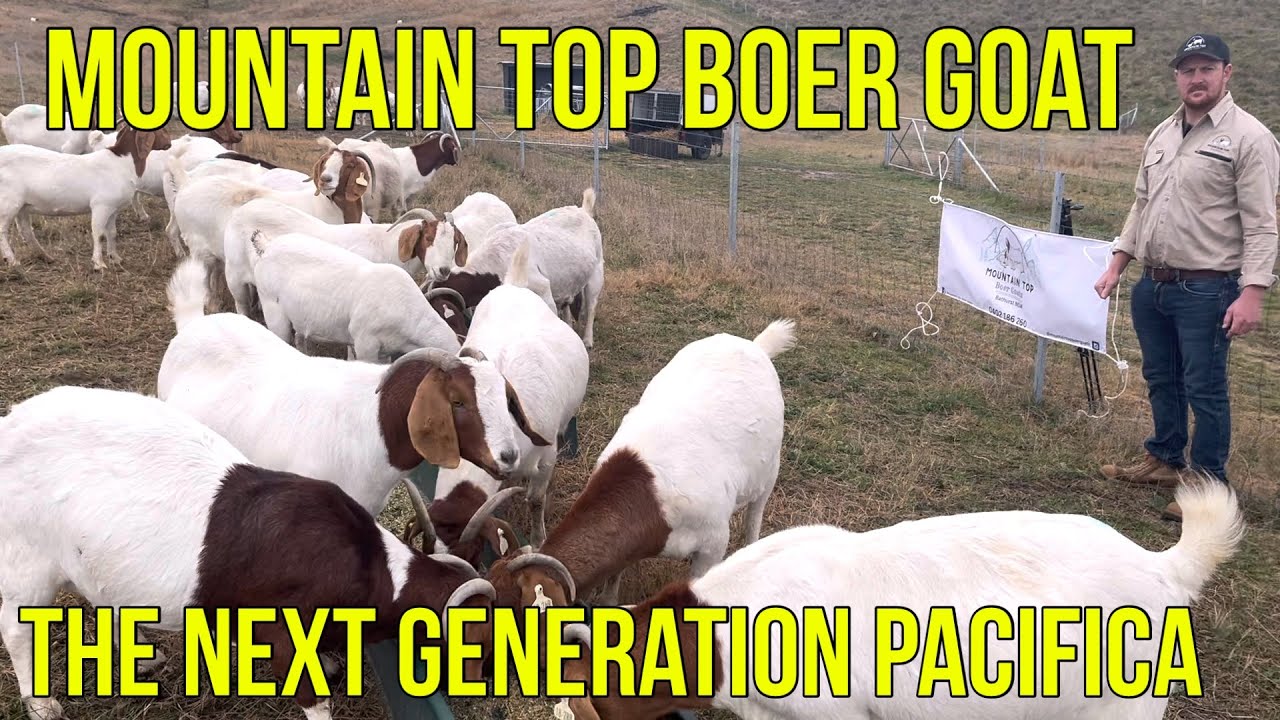 BELAJAR KAMBING BOER LANGSUNG DI AUSTRALIA | MOUNTAIN TOP BOER GOAT THE ...