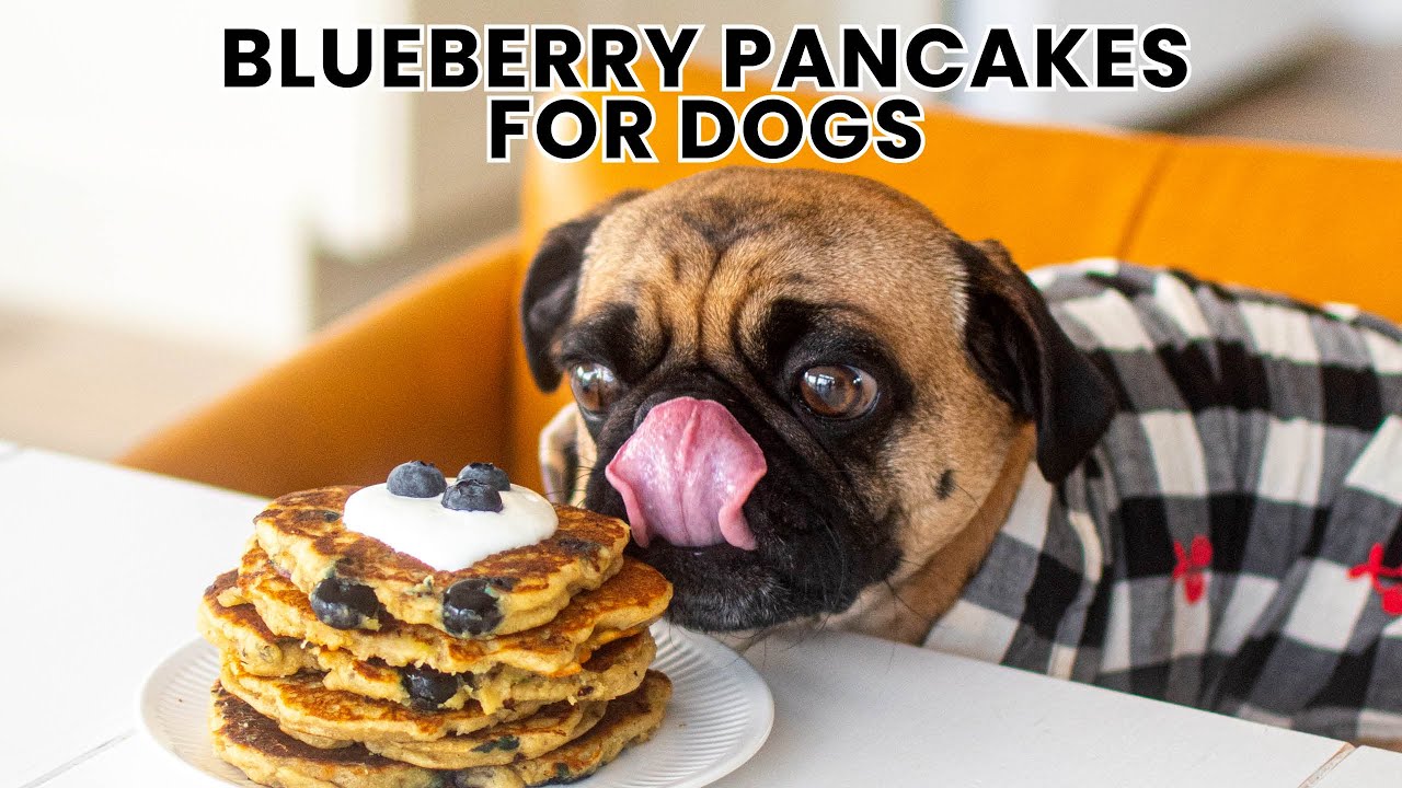 Blueberry Pancakes for Dogs My Pug is Obsessed With! - YouTube
