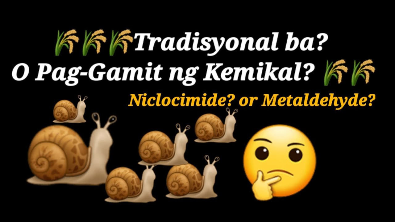 RICE SEEDLINGS|PAANO MAAGAPAN O MABABAWASAN ANG PINSALA (DAMAGED ...