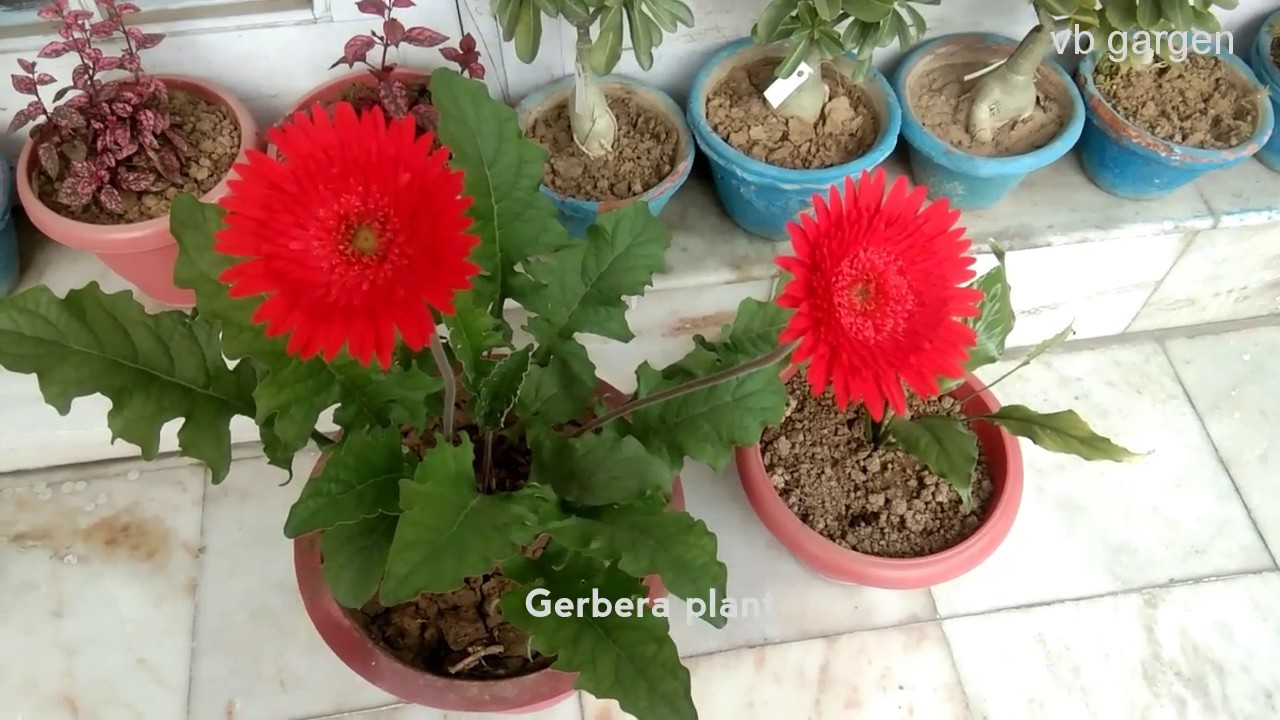 How to Grow Gerbera Plant / How to Get Maximum Flowers on Gerbera Plant ...
