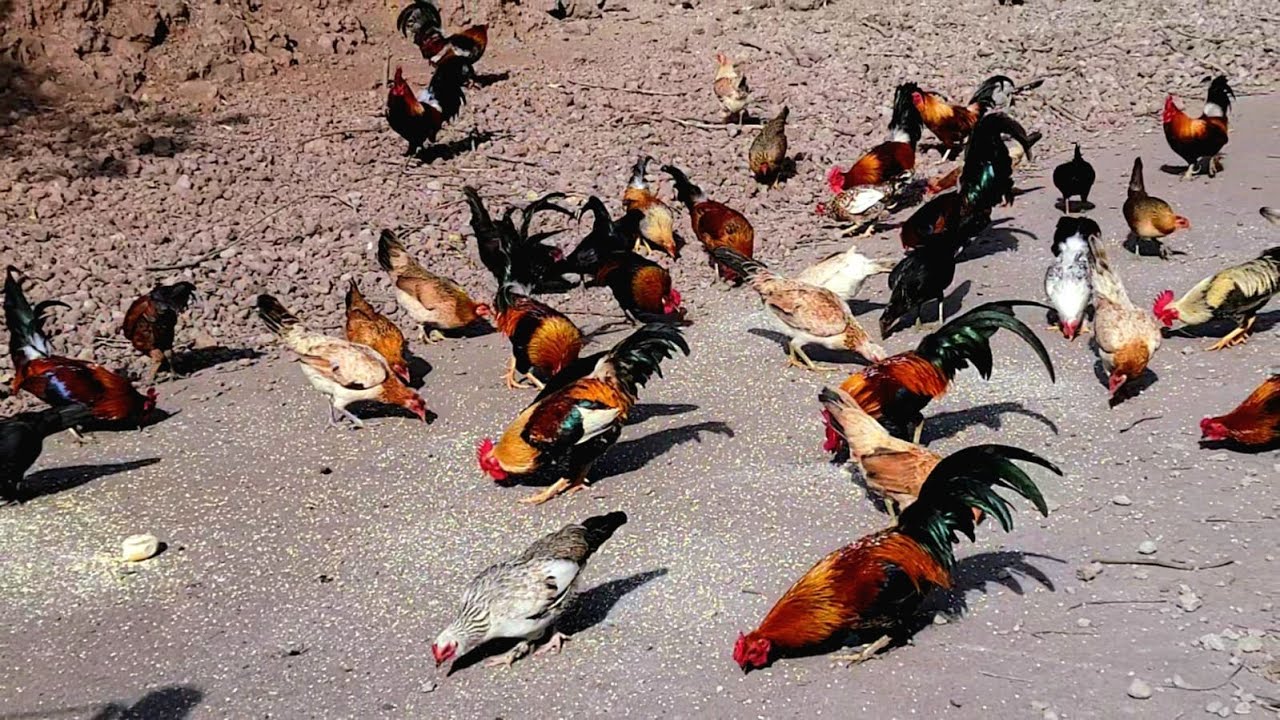 Feeding Wild Hawaiian chickens - YouTube