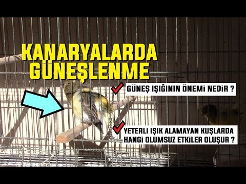 Kanaryalar Nasıl Güneşlenir ? KANARYA ÜRETİMİNDE GÜNEŞ IŞIĞININ ÖNEMİ