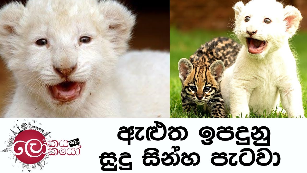 Lokaya saha Lokayo | ඇළුත ඉපදුනු සුදු සින්හ පැටවා | TV Derana - YouTube