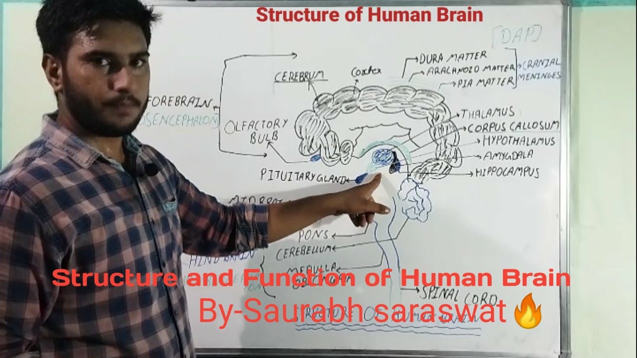 Structure And Function Of Human Brain CNS By Saurabh Saraswat YouTube Structure And Function Of Human Brain CNS By Saurabh Saraswat YouTube