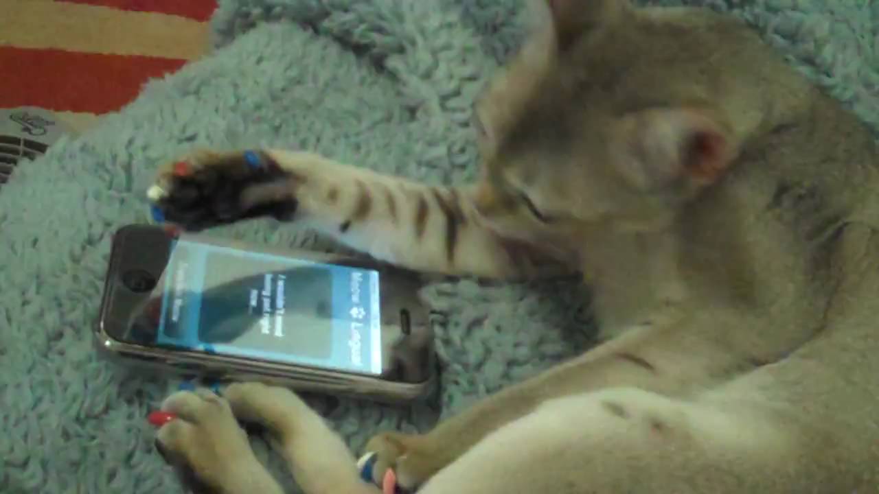 MeowLingual, cat translator?!?!?!?!?! not really! - YouTube