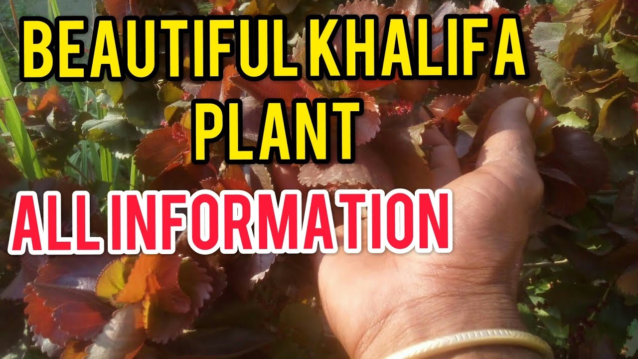 how to care khalifa plant and all variety - YouTube