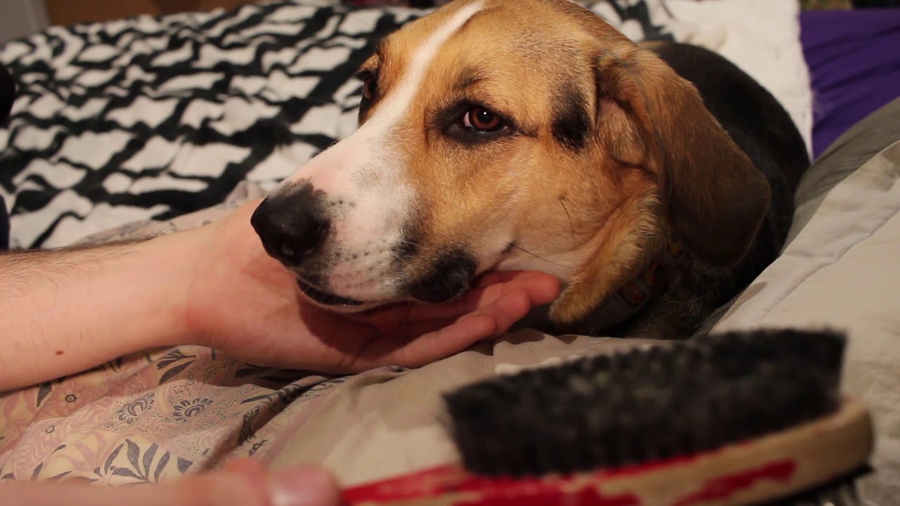 (ASMR) Dang Doggo Brushin! - YouTube