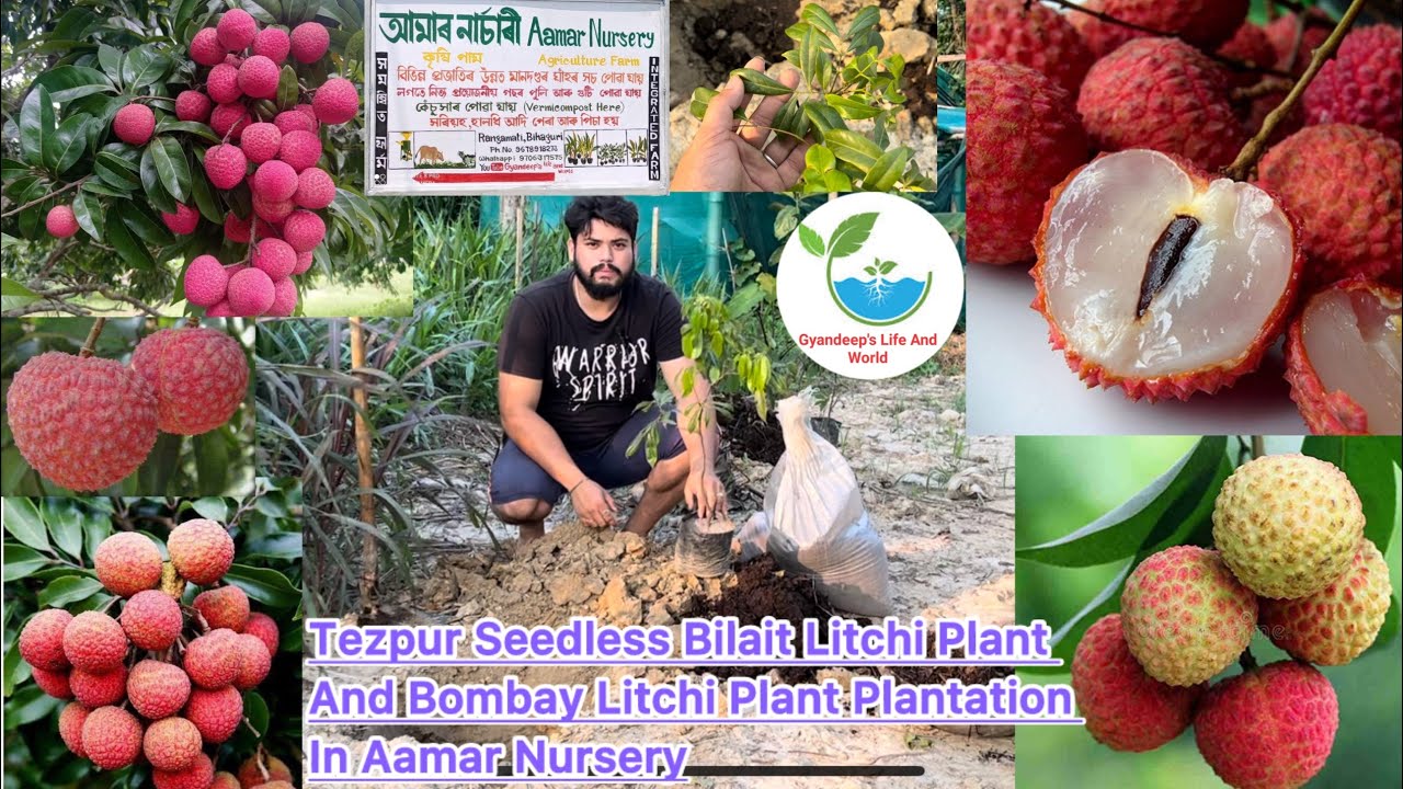 Tezpur Seedless Bilait Litchi Plant And Bombay Litchi Plant Plantation ...