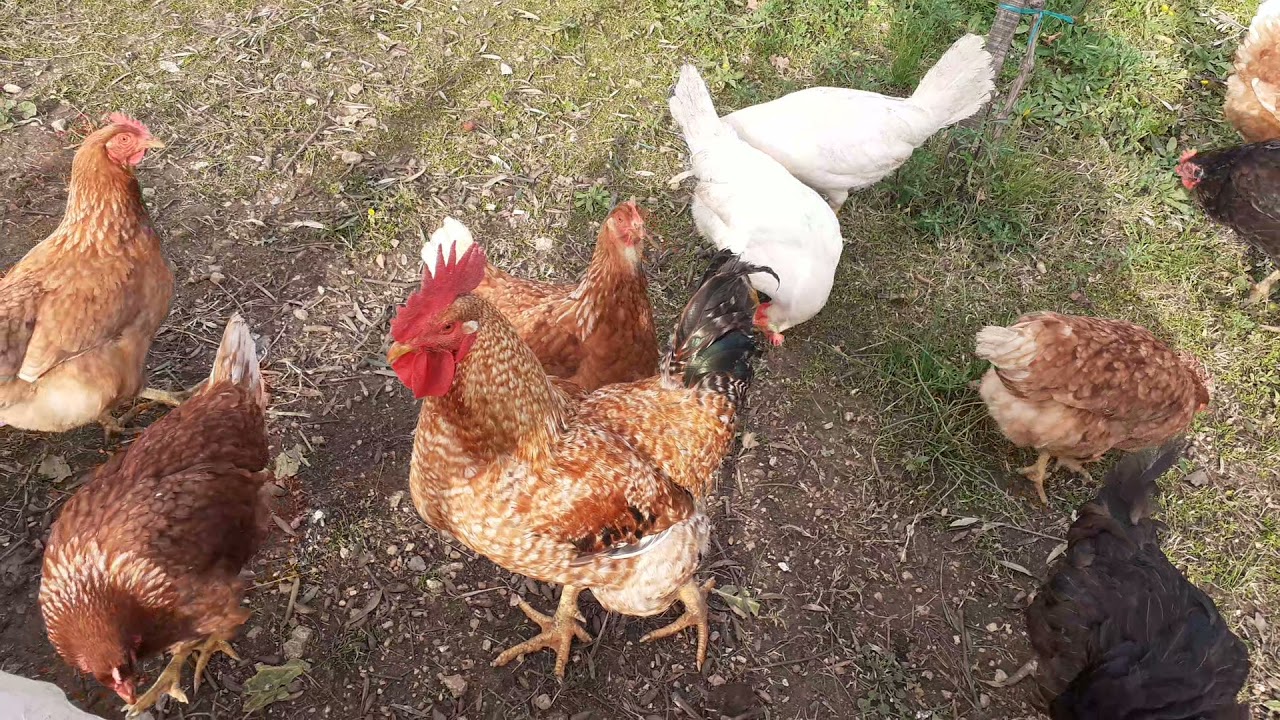 Οι κοτουλες στο χωριό #κοτες #χωριό #animals - YouTube