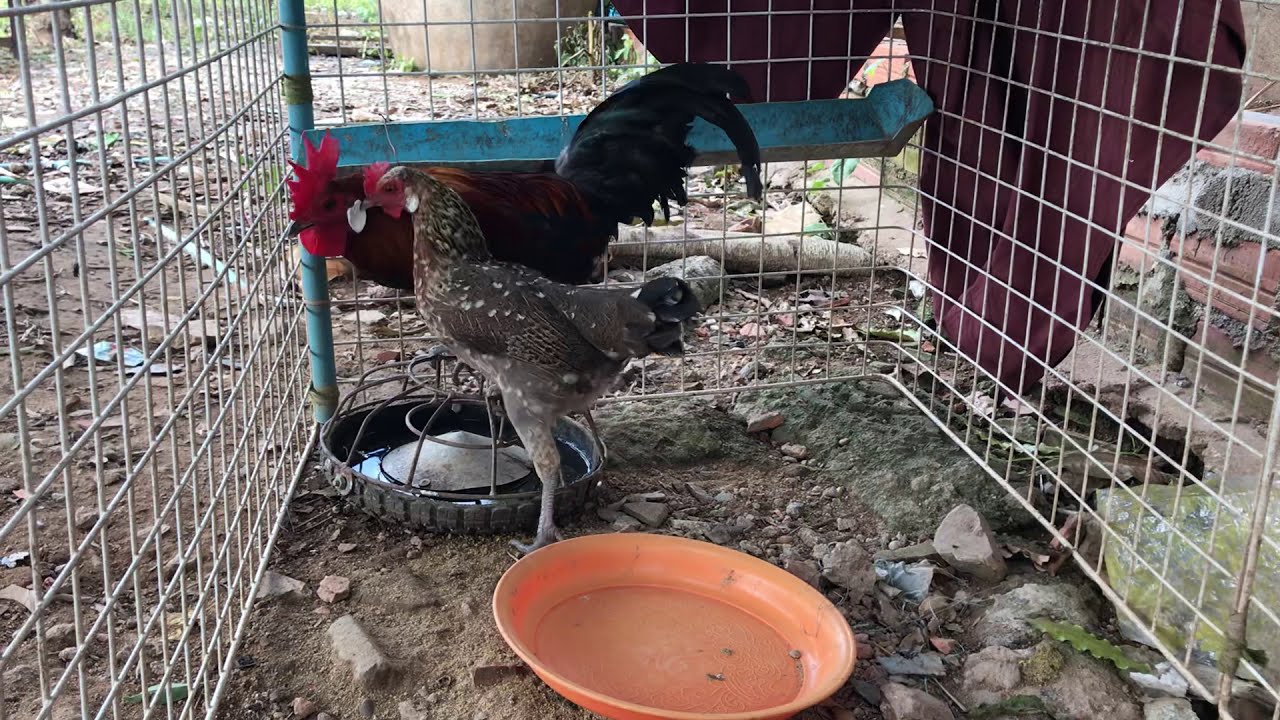 You khnow Wild chickens| ស្គាល់សត្វមាន់ព្រៃទេ ស្អាត់ណាស់ - YouTube