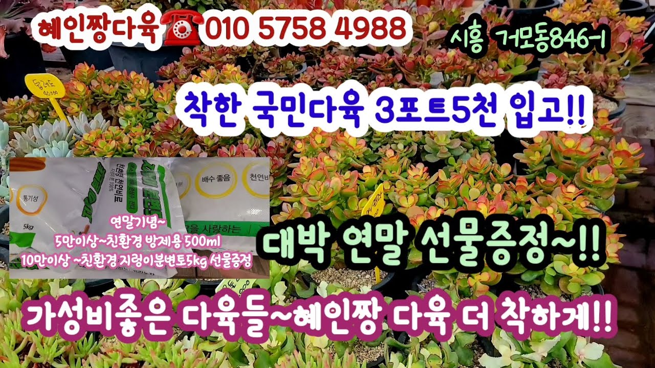 가성비좋은 혜인 짱다육~오늘은 통큰선물 고스티 러우 염자 줄리아나 밴바디스 라울등 3포트5천다육 입고유료광고포함