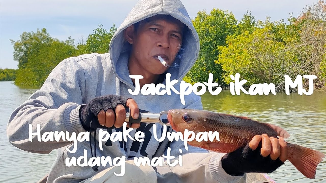 Jackpot MJ || Umpan udang mati - YouTube