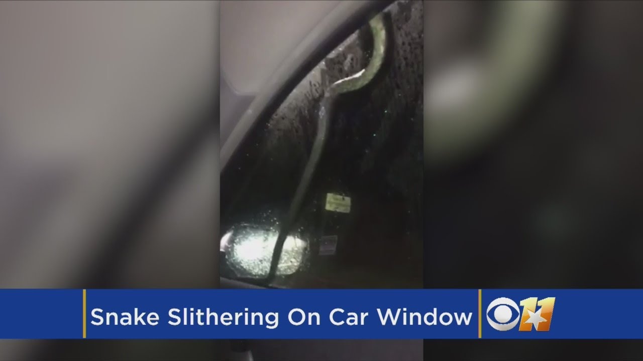Video Of Snake Slithering Up Car Window Goes Viral - YouTube