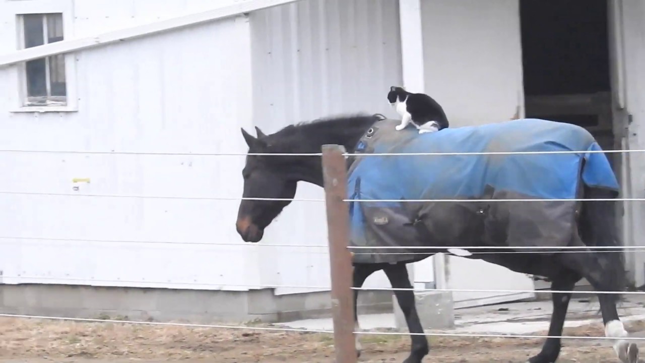 Amish horse and cat best of friends - YouTube