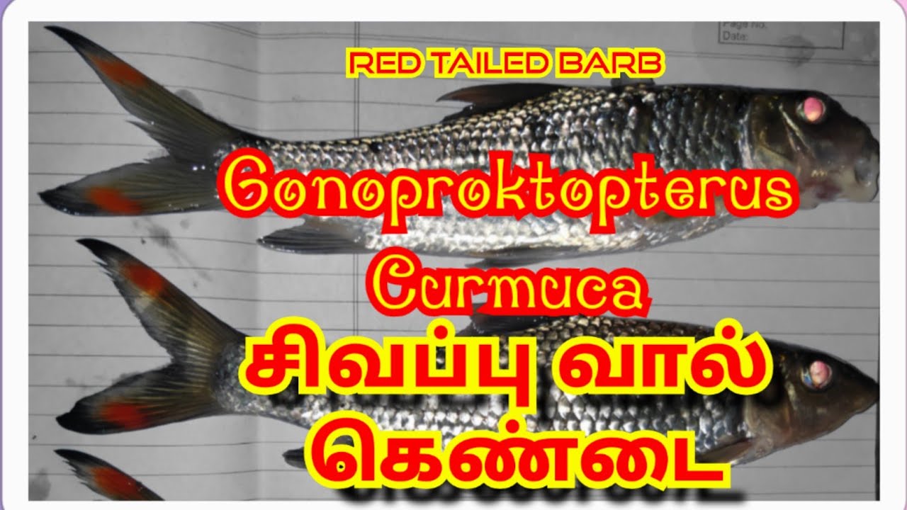 சிவப்பு வால் கெண்டை மீன் ll Red Tailed Barb ll Gonoproktopterus Curmuca ...