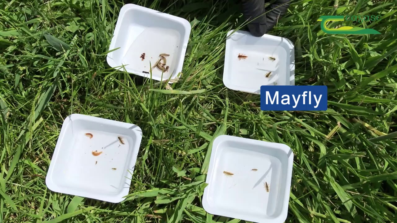 The Kick Sample – how catchment scientists identify the health of a ...