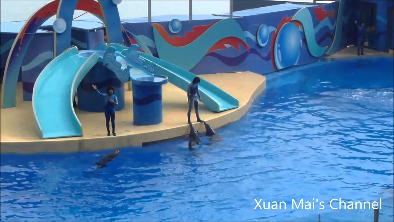 Dolphin show circus at Ocean Park Hong Kong - YouTube