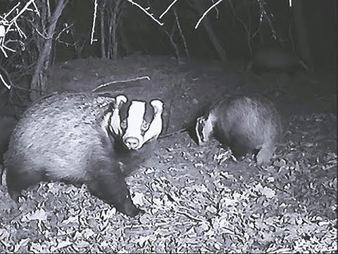 Big Badger - YouTube